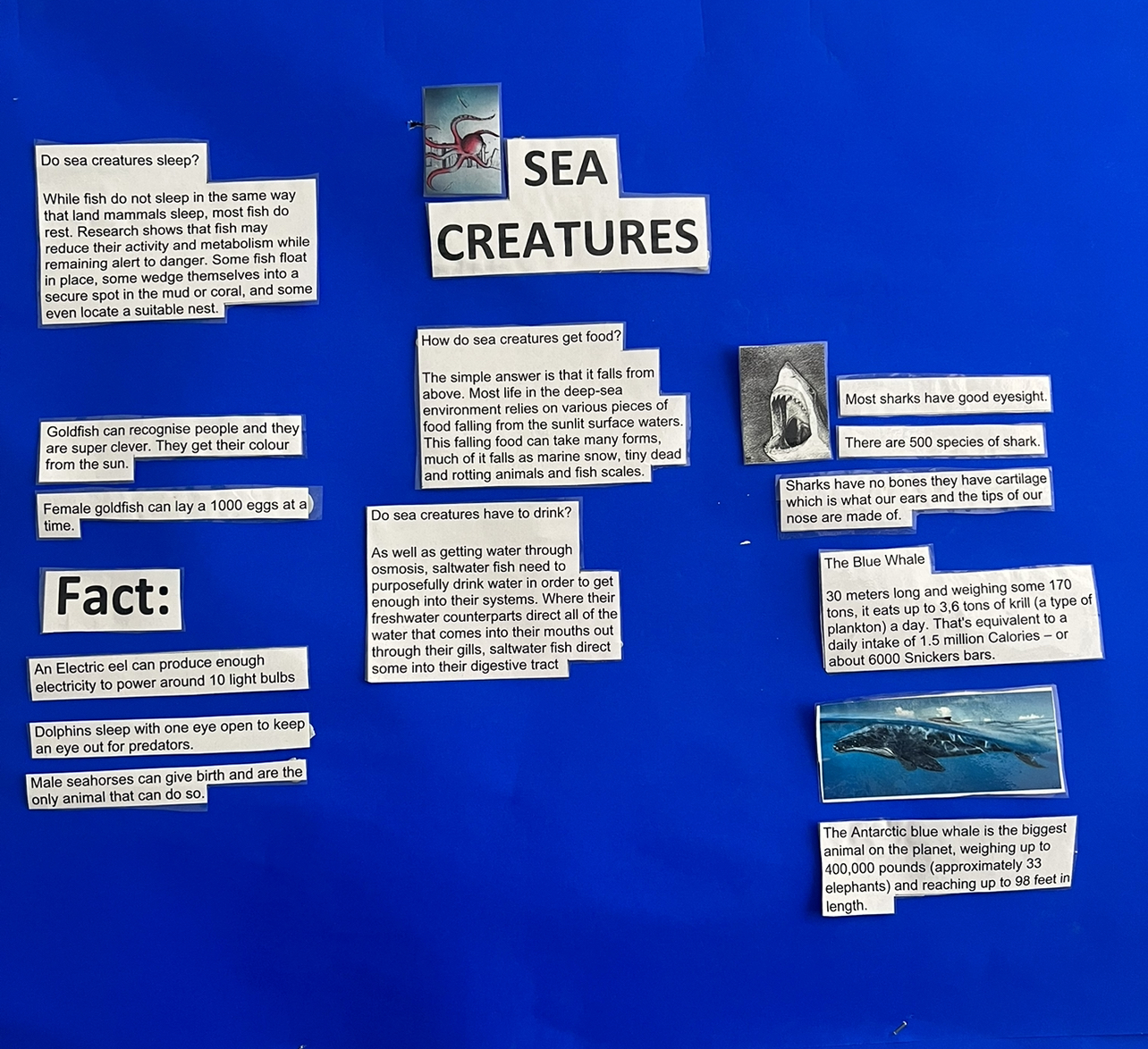 SCHOOL DISPLAYS – Garden of Knowledge