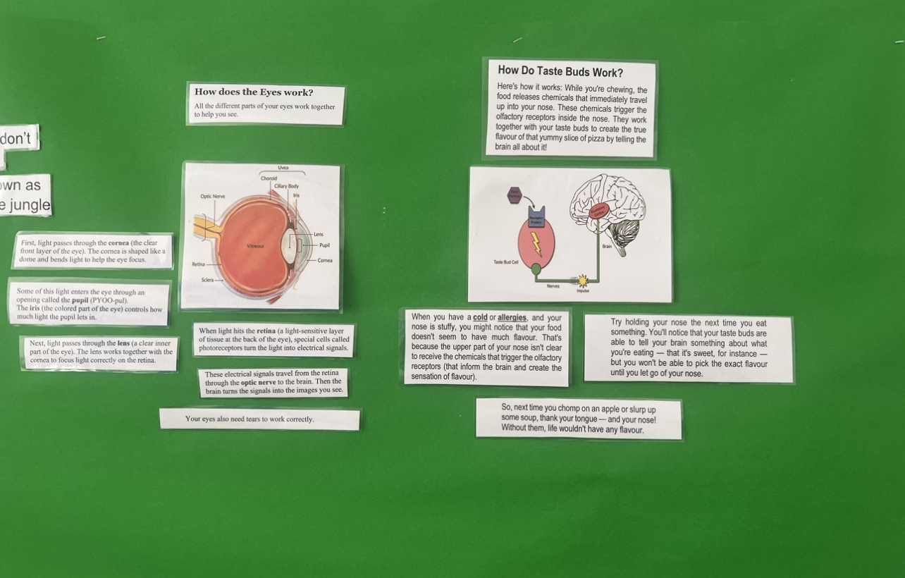 SCHOOL DISPLAYS – Garden of Knowledge